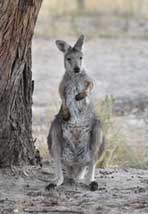 Kangaroo Footprints - Species